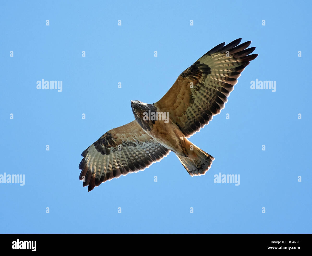 Common buzzard in flight hi-res stock photography and images - Alamy