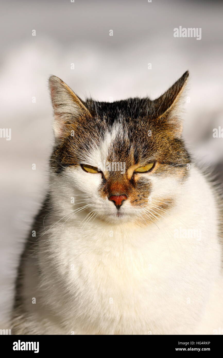 portrait of cute domestic cat looking at camera Stock Photo - Alamy