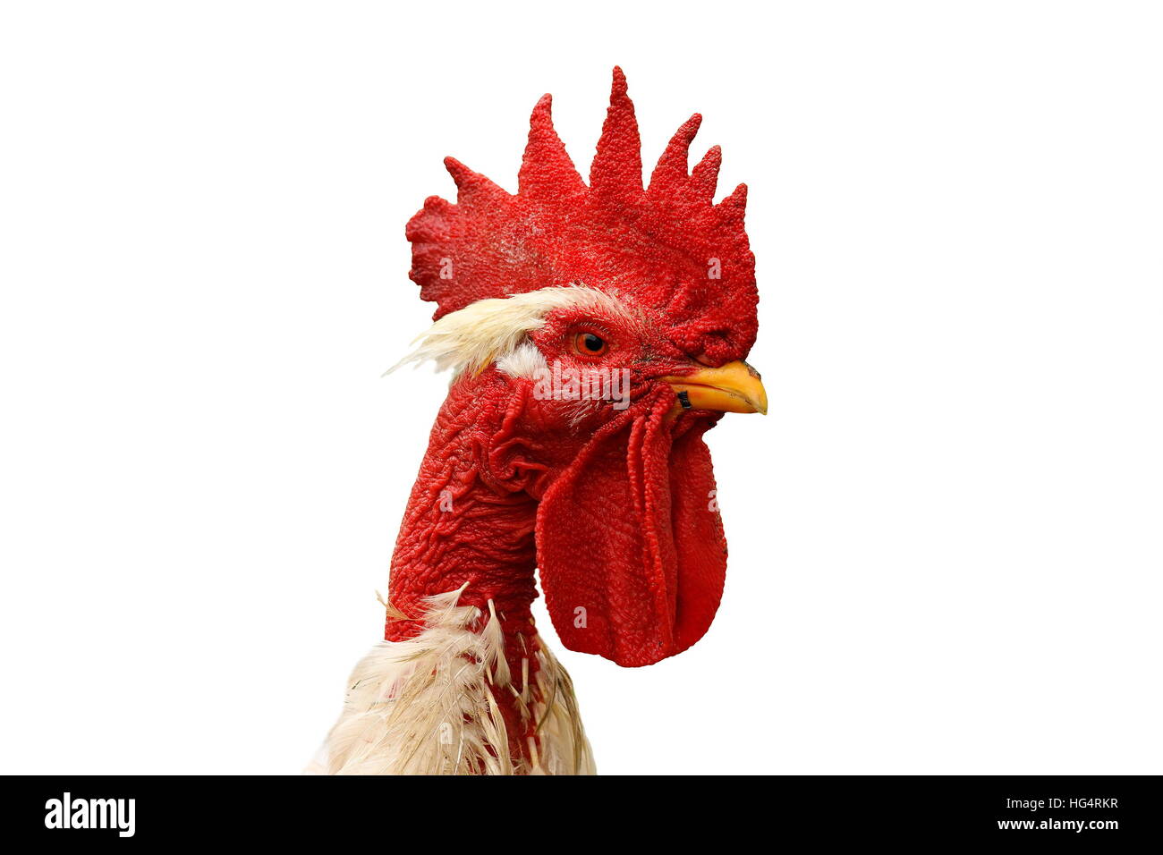 portrait of shaggy rooster isolated over white background Stock Photo ...