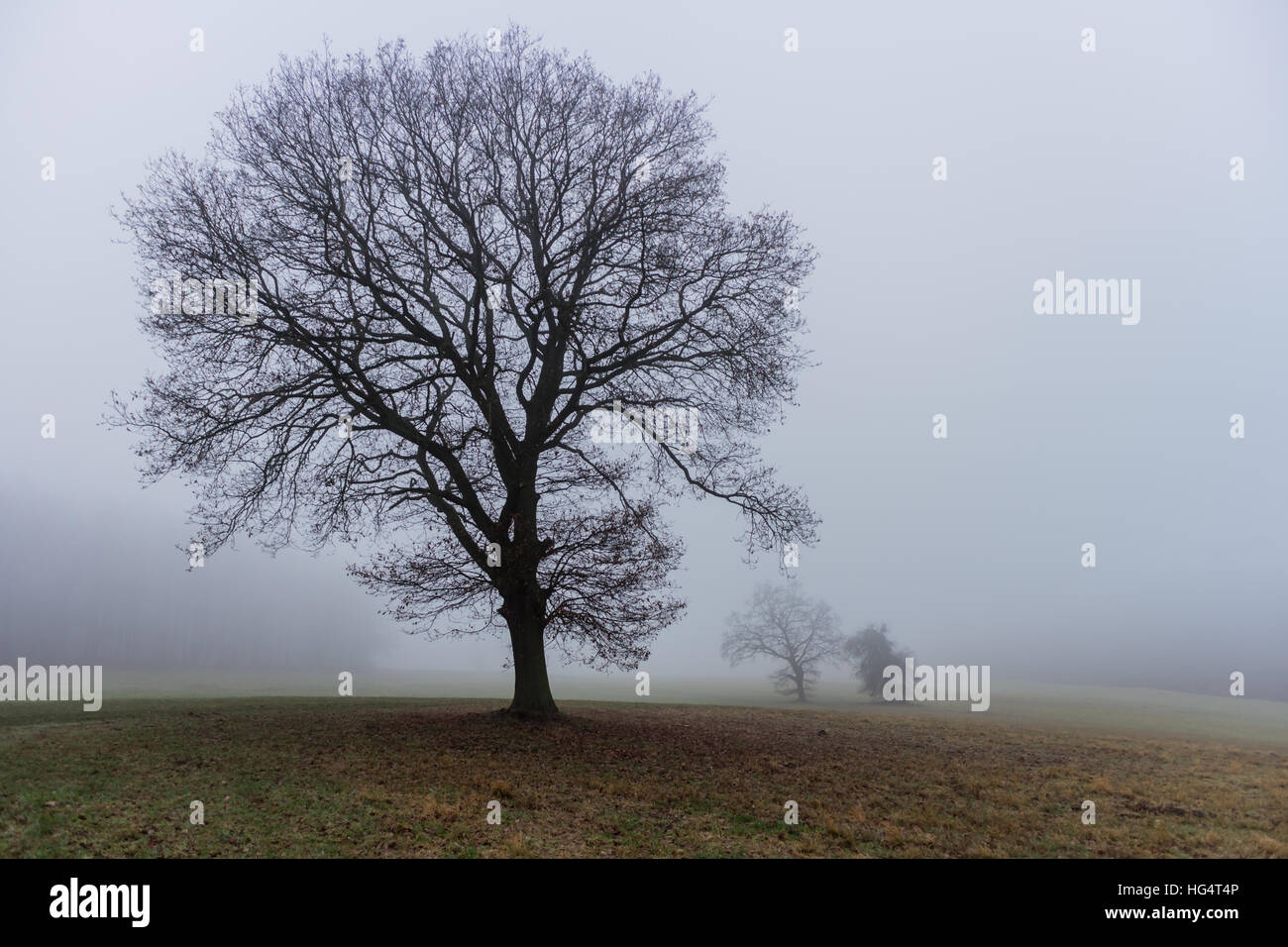 Misty tree hi-res stock photography and images - Alamy