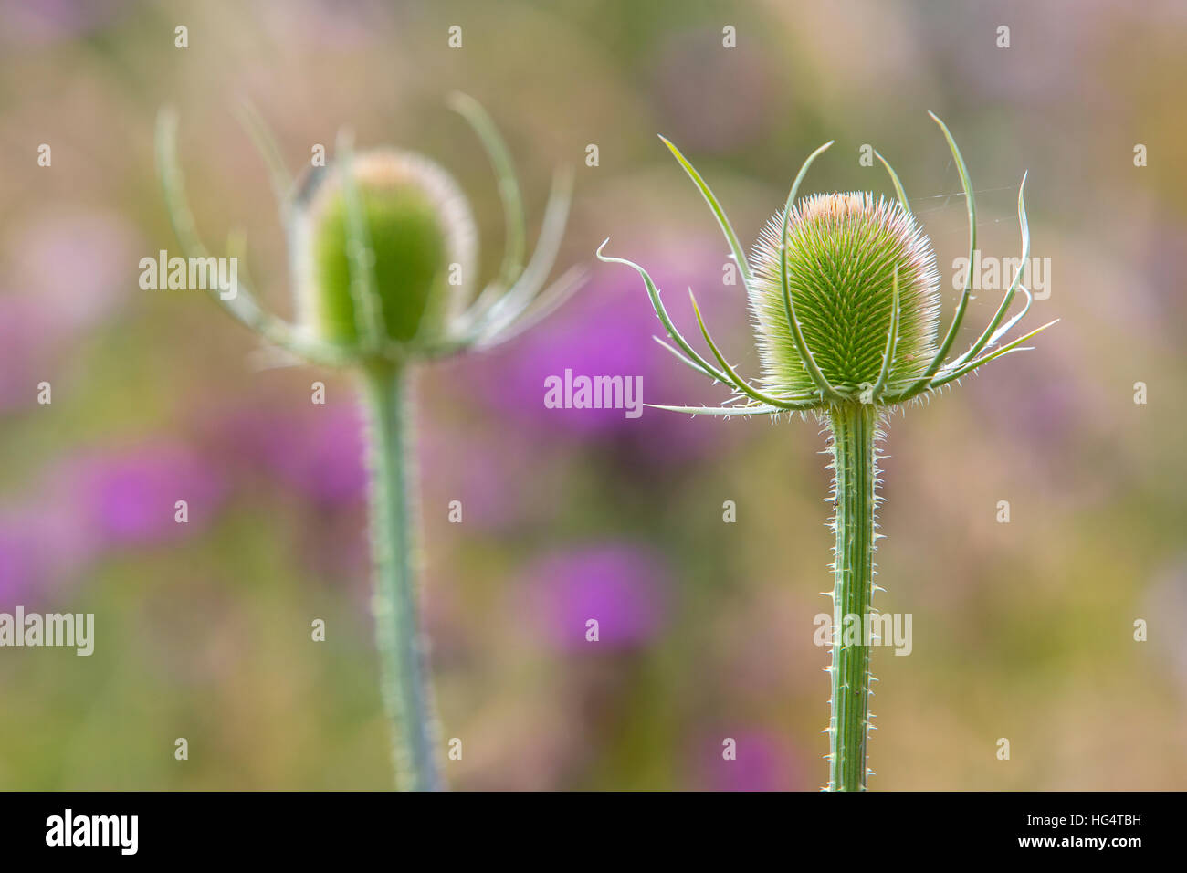 Teazels, Dipsacus, teasels Stock Photo - Alamy