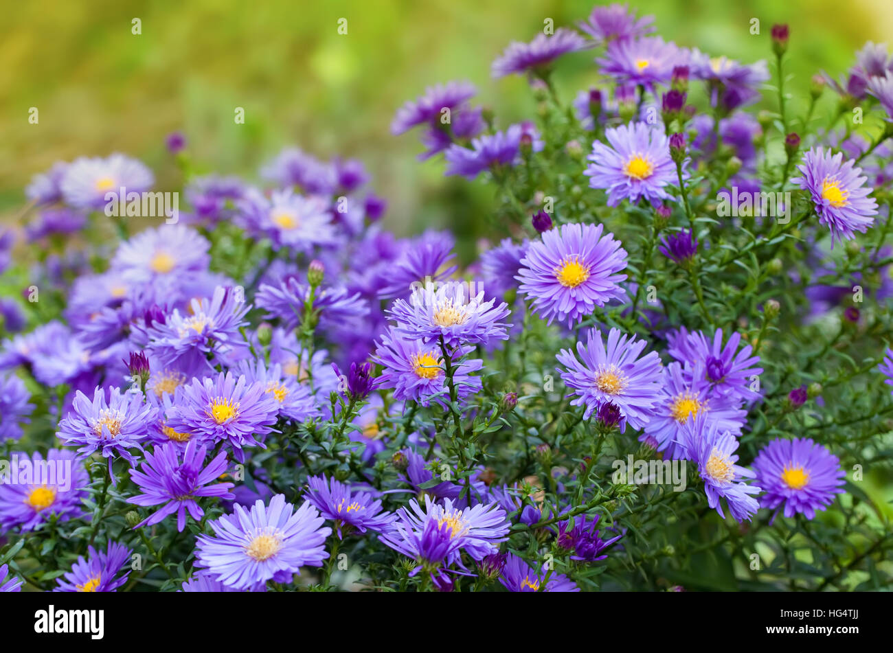 Aster violet hi-res stock photography and images - Alamy