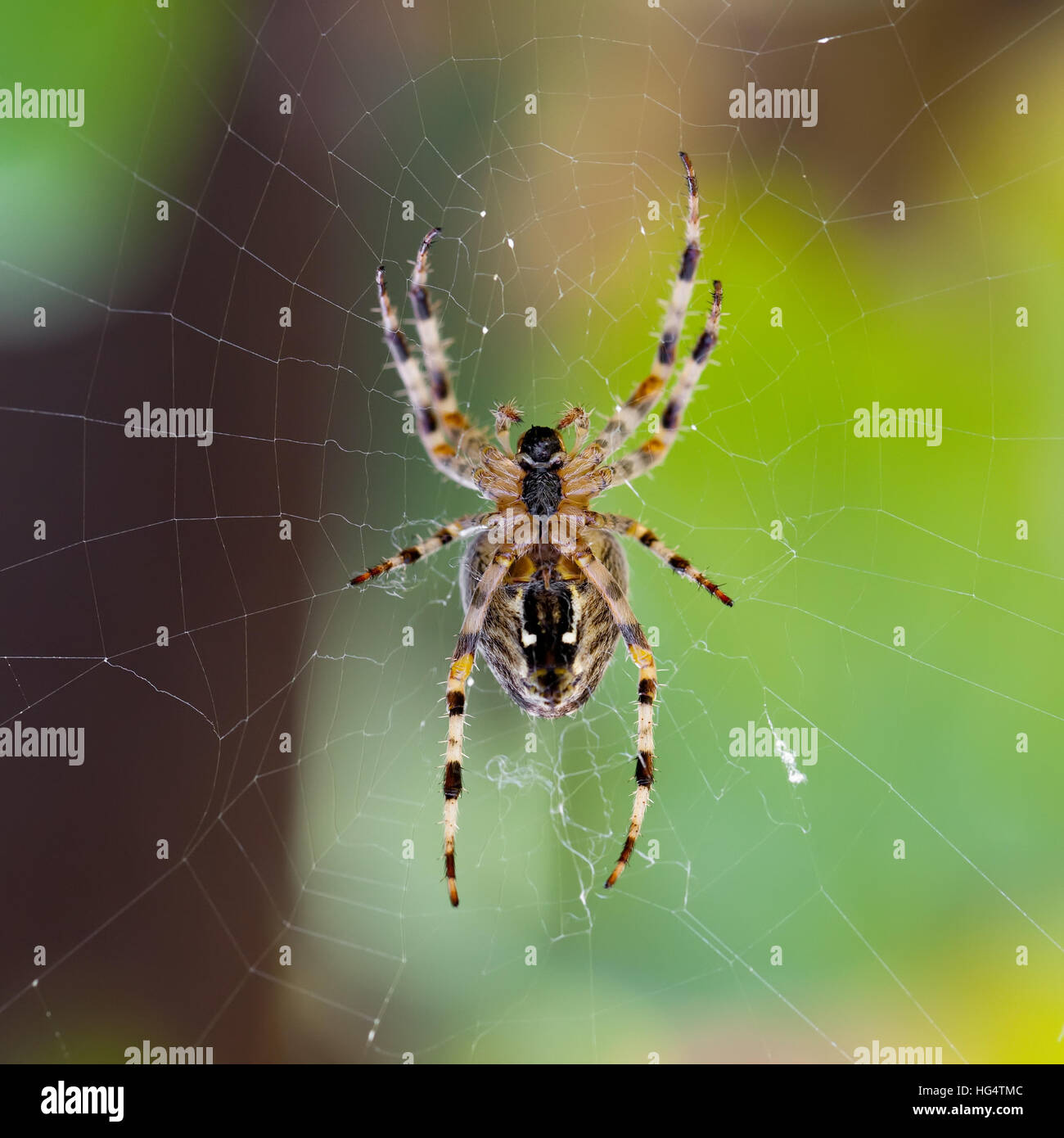 Cross spider hanging hi-res stock photography and images - Alamy