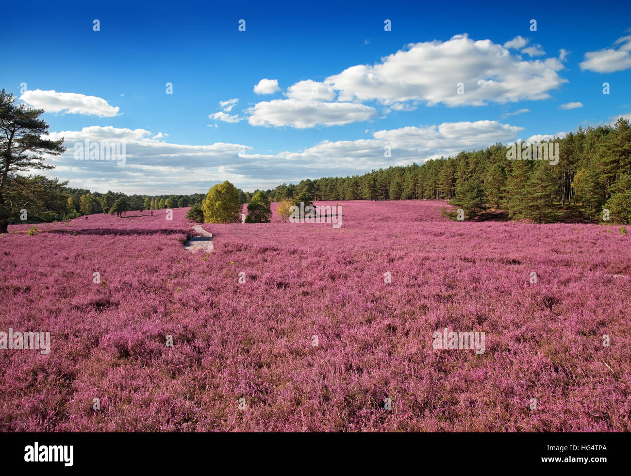 pink heather landscape with a blue sky Stock Photo - Alamy