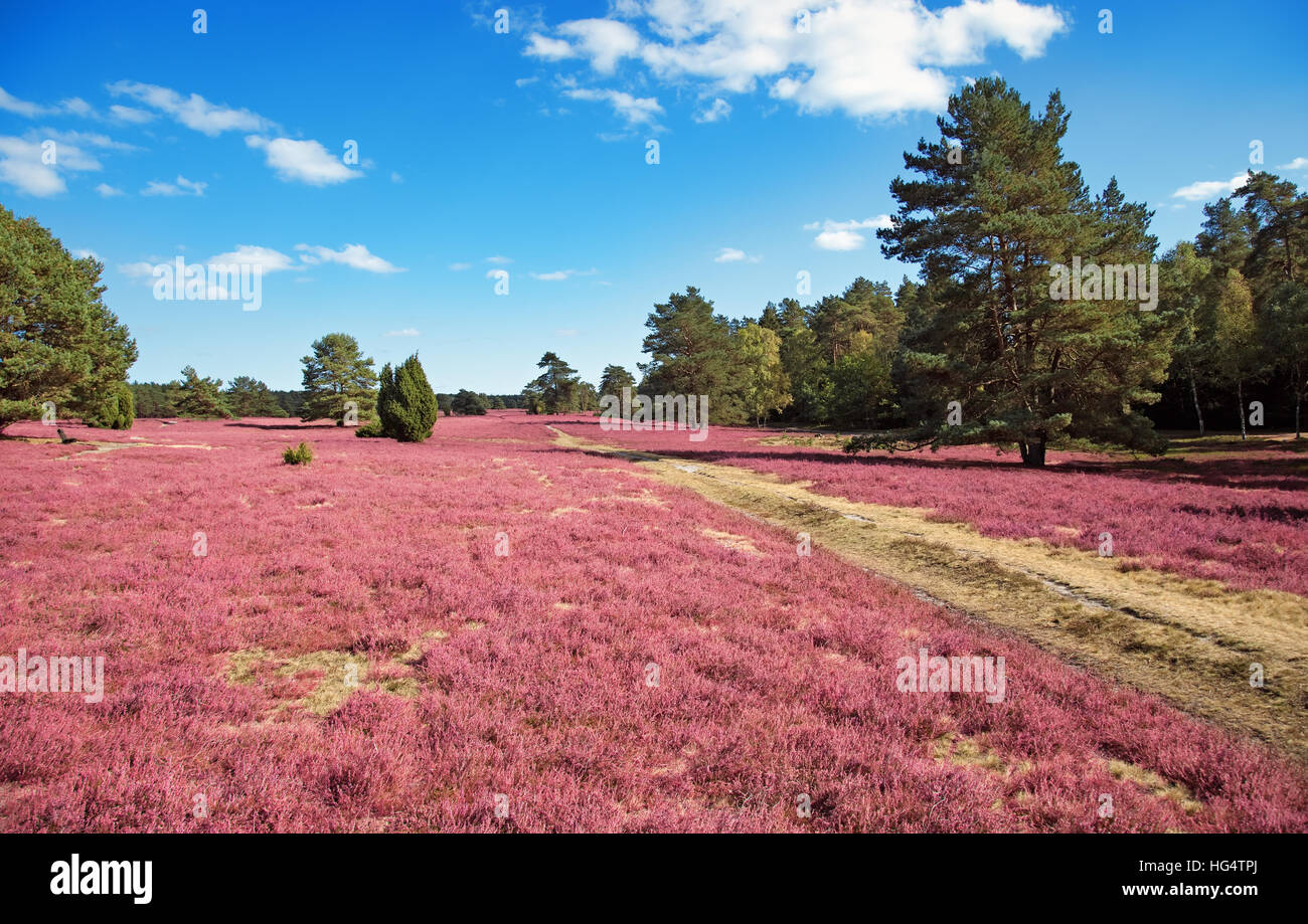 pink heather landscape with a blue sky Stock Photo - Alamy
