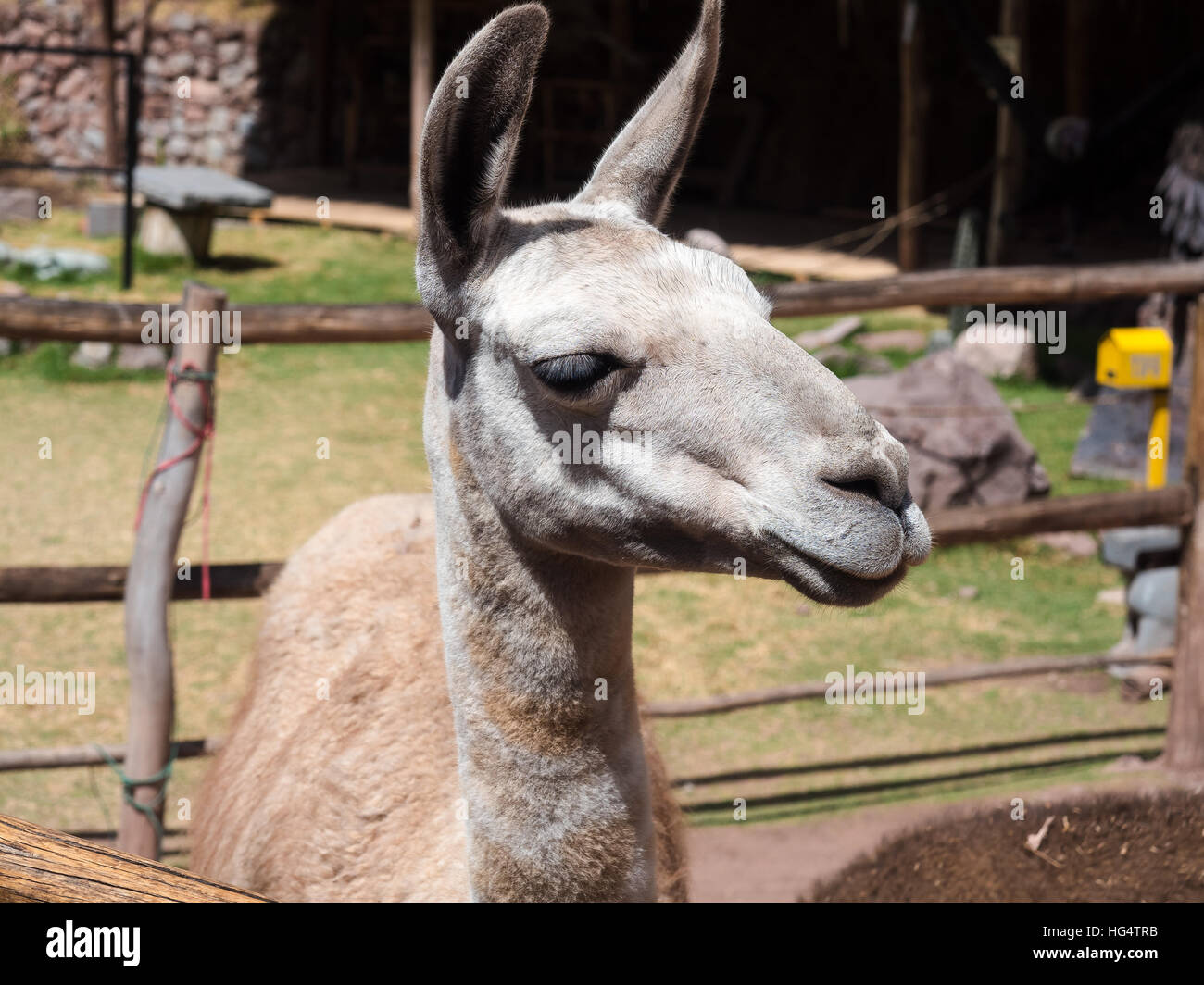 Native Peruvian Animals at Awana Kancha Stock Photo - Alamy