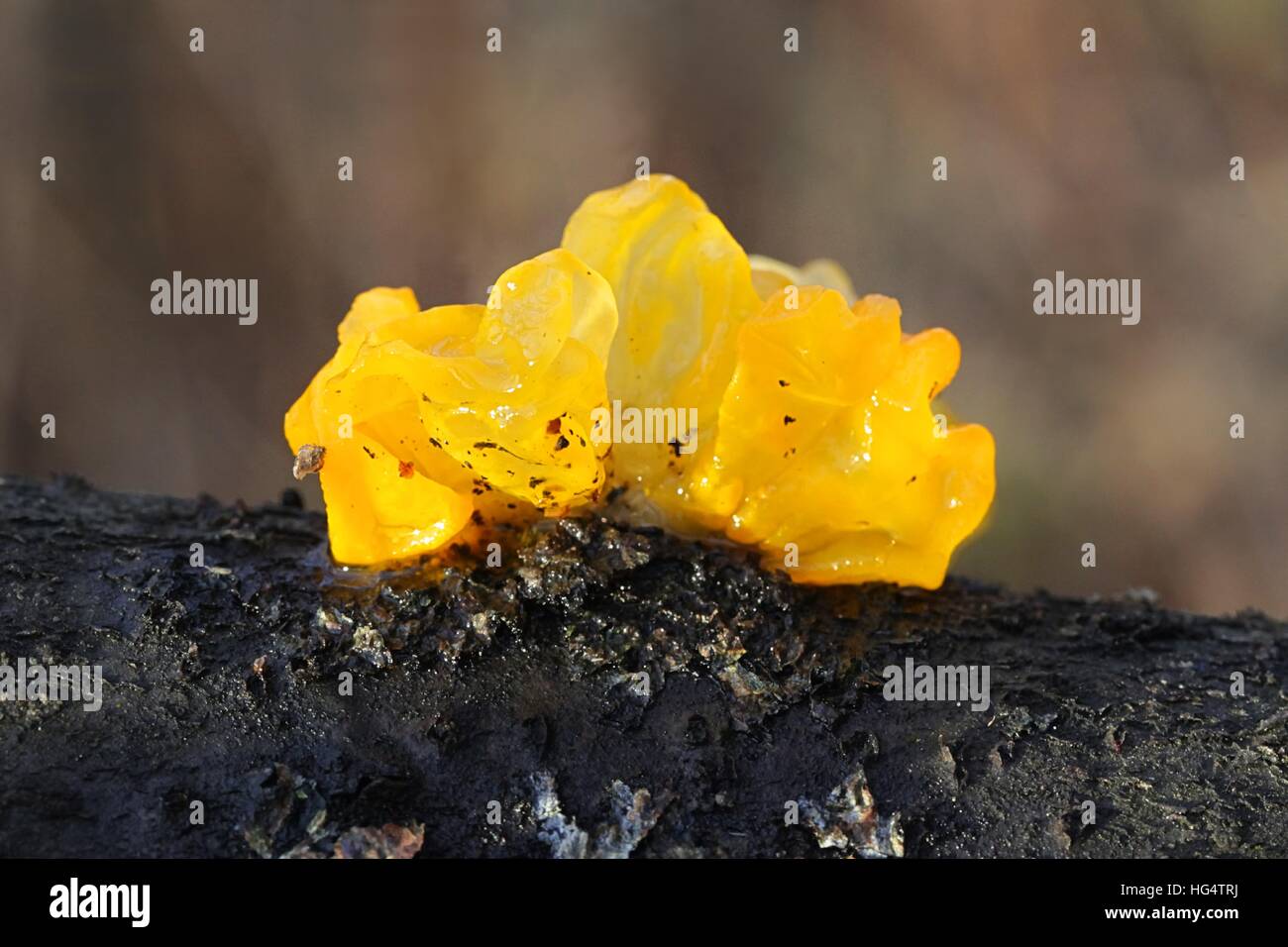 Golden jelly fungus known also as Yellow brain Stock Photo - Alamy