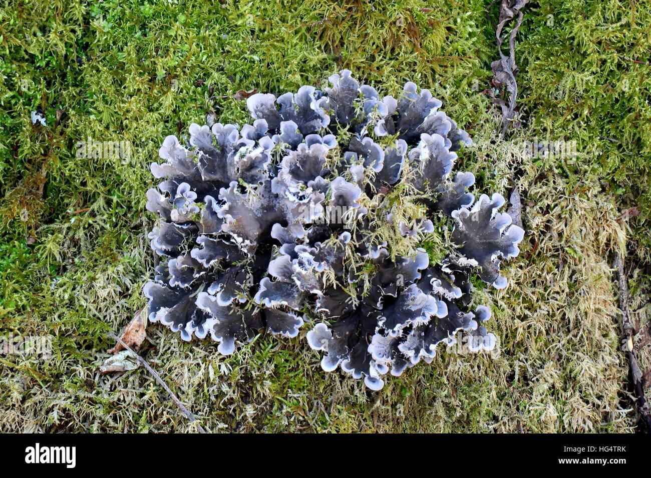 Dog lichen, Peltigera canina , on green moss background Stock Photo - Alamy