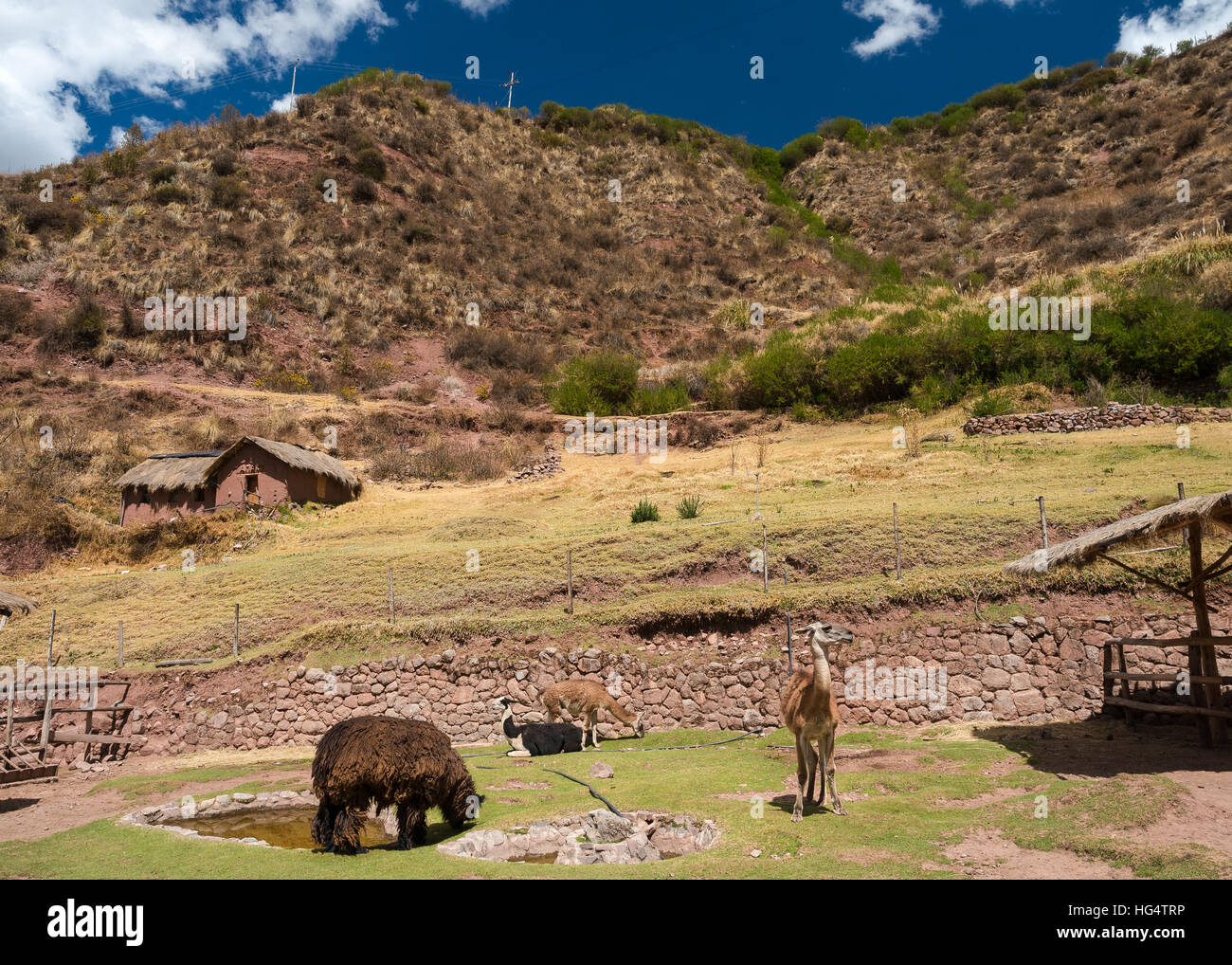 Native Peruvian Animals at Awana Kancha Stock Photo - Alamy