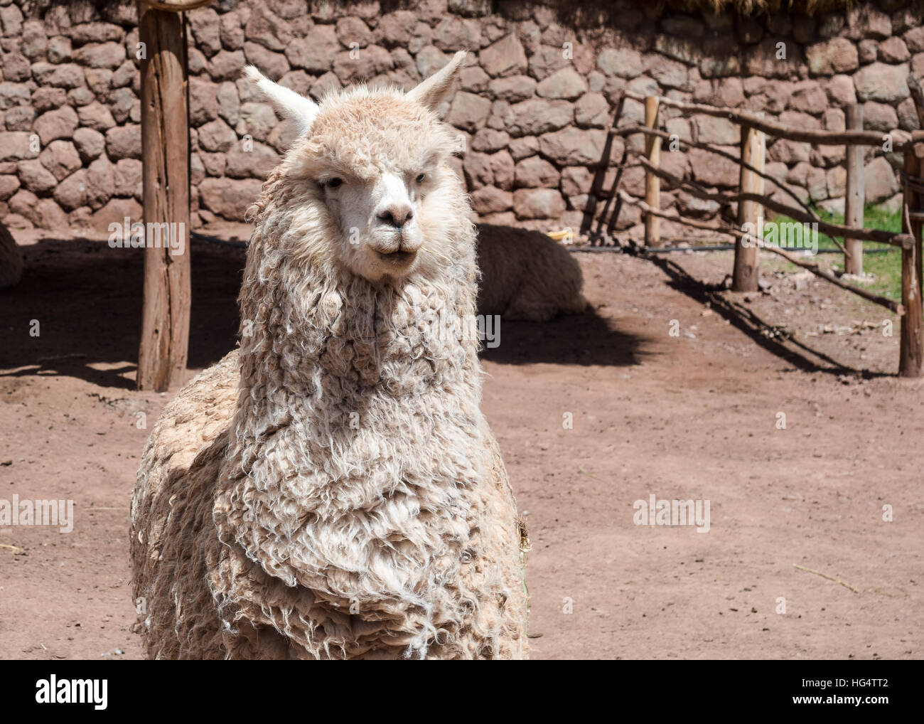 Native Peruvian Animals at Awana Kancha Stock Photo - Alamy