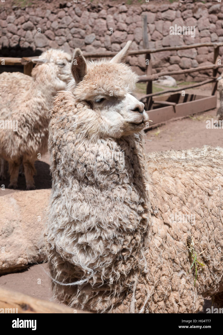 Native Peruvian Animals at Awana Kancha Stock Photo - Alamy