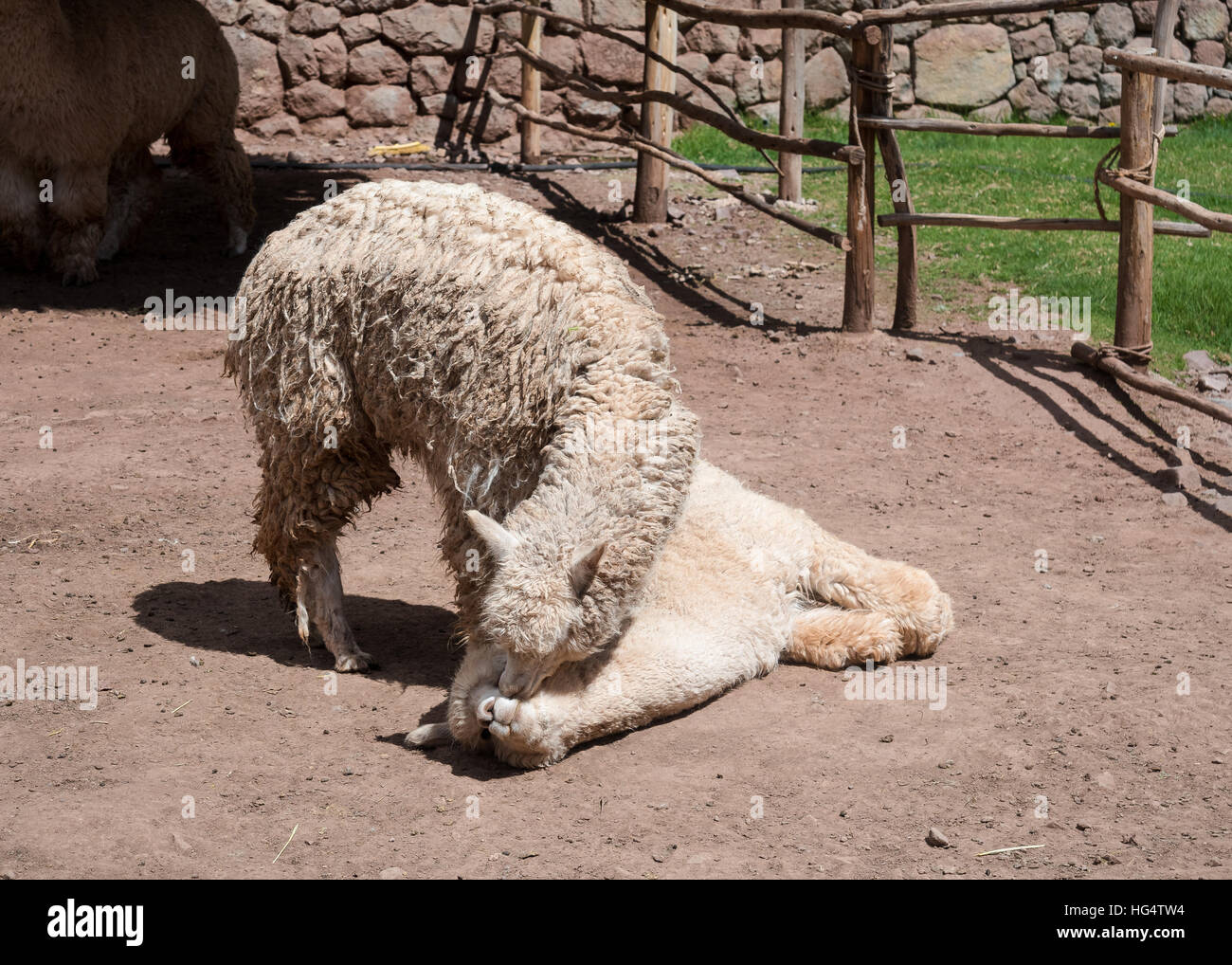 Native Peruvian Animals at Awana Kancha Stock Photo - Alamy