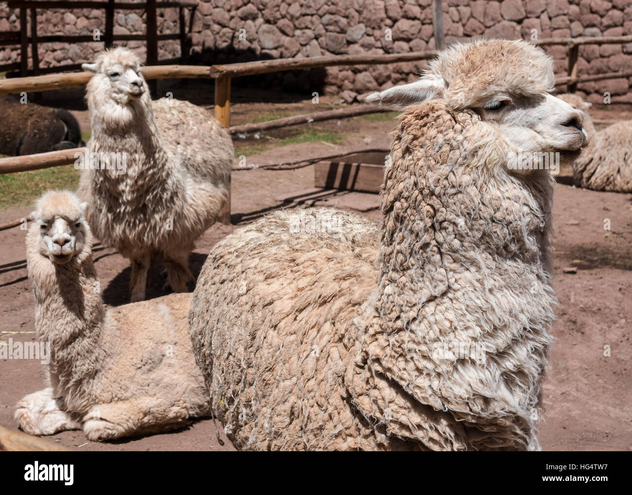 Native Peruvian Animals at Awana Kancha Stock Photo - Alamy