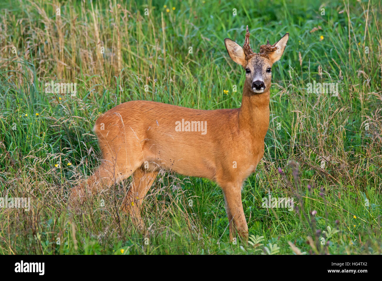 Roe deer (Capreolus capreolus) buck with two deformed antlers in field ...