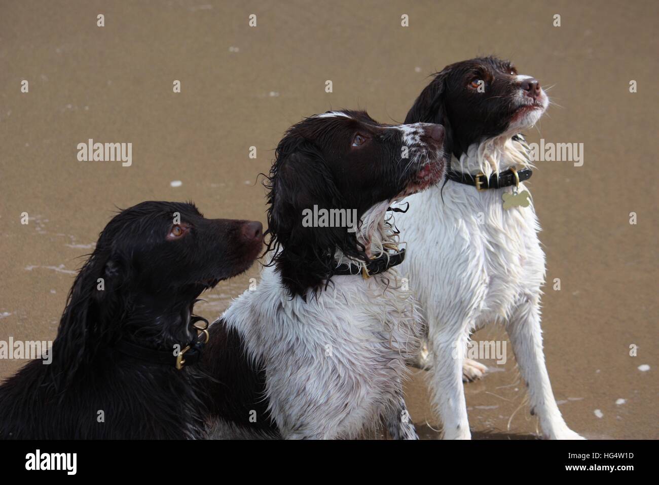 Three working spaniel pet gundogs sat together Stock Photo - Alamy