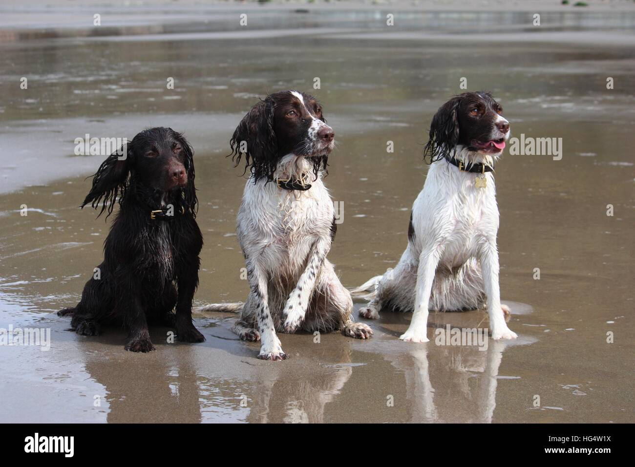 Working spaniel hi-res stock photography and images - Alamy
