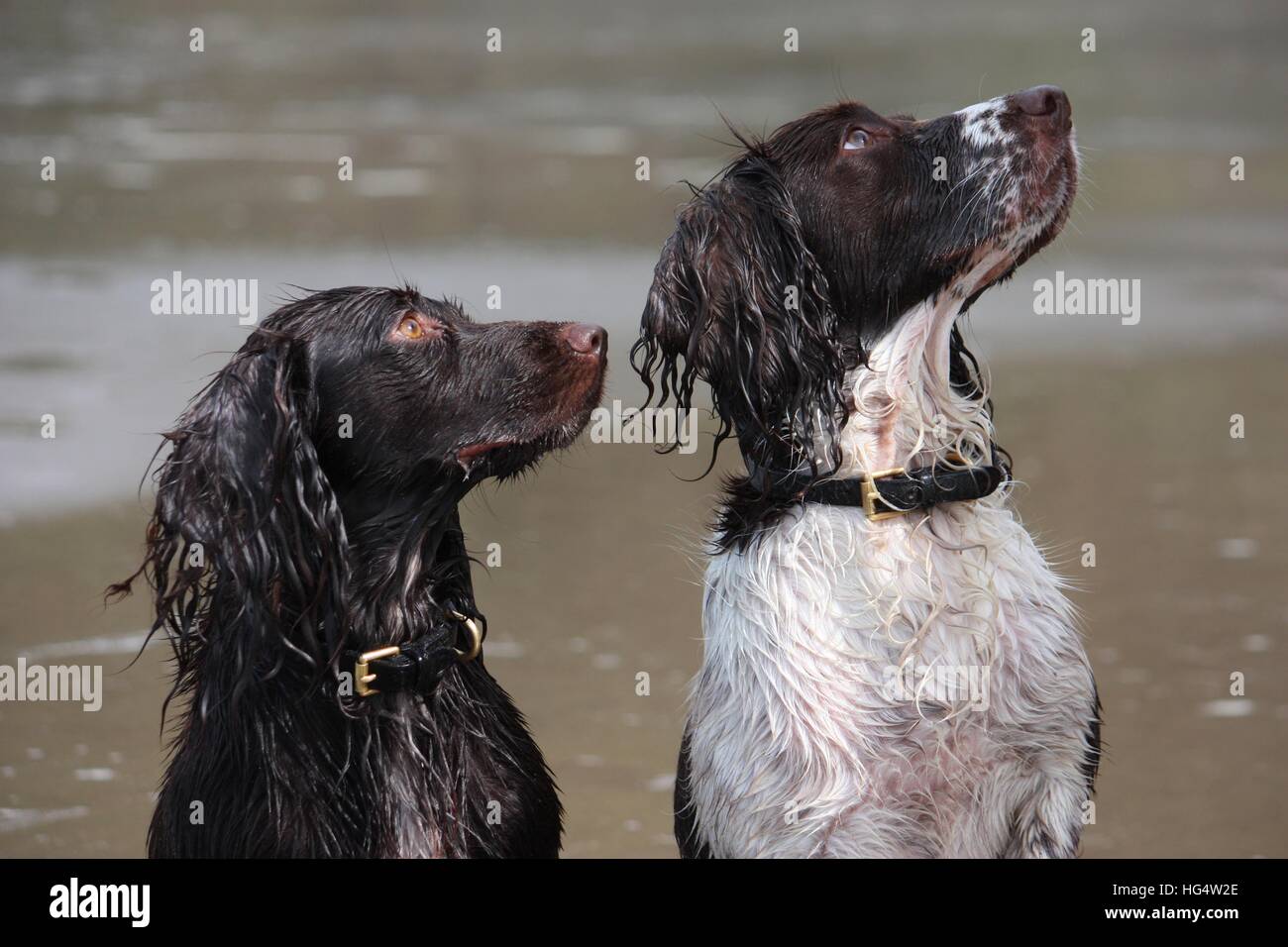 Working type English springer and cocker spaniels on a beach Stock ...
