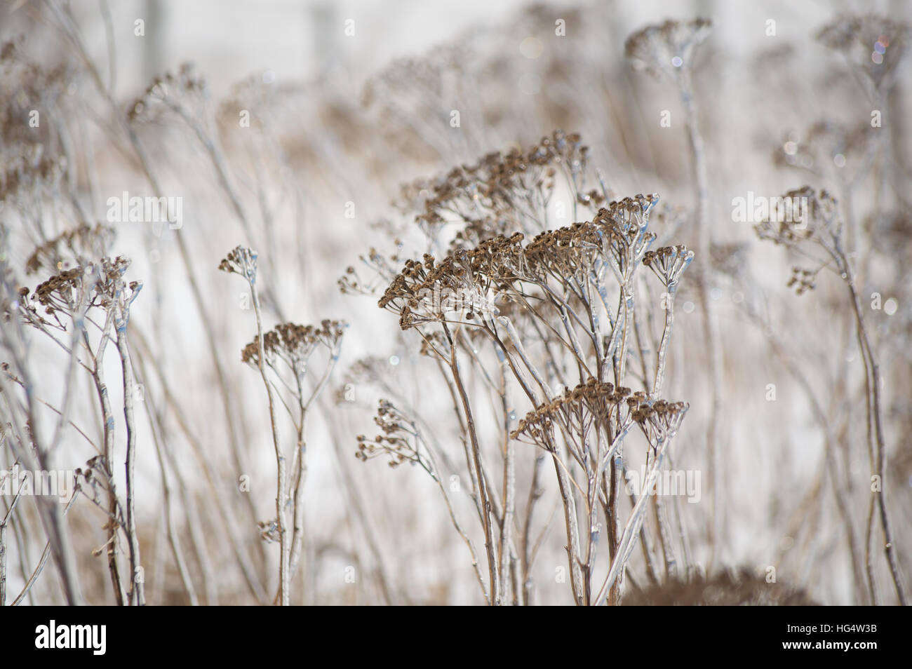 An abstract decorative brown and white image of ice covered yarrow ...
