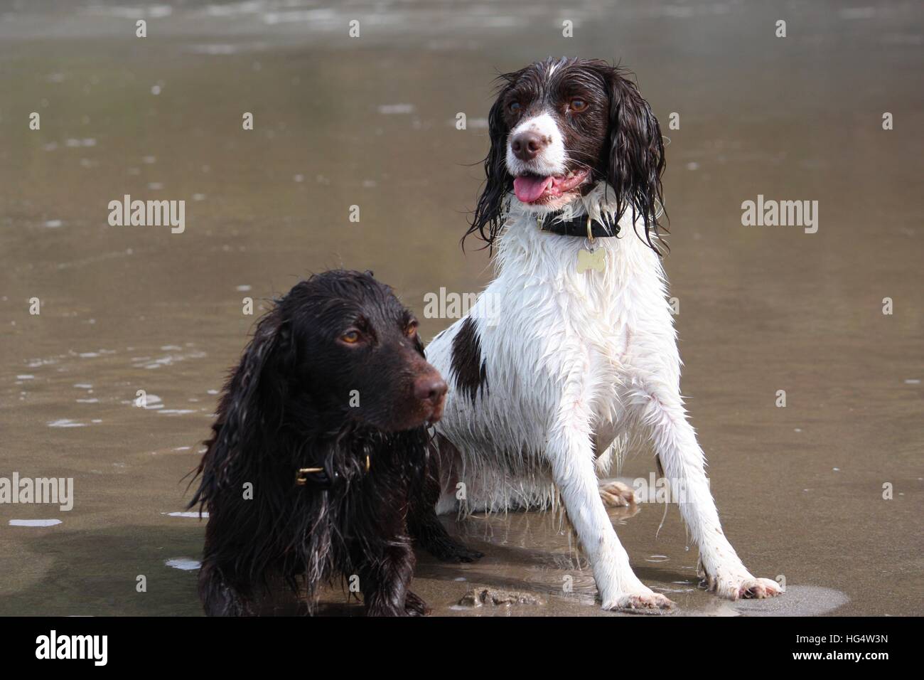 Working cocker spaniels hi-res stock photography and images - Alamy