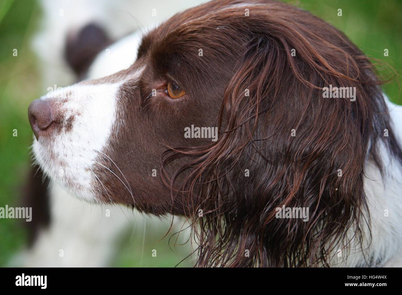 Very cute liver and white working english springer spaniel pet gundog ...