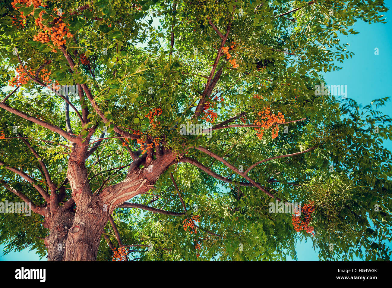 Upper branches of tree hi-res stock photography and images - Alamy