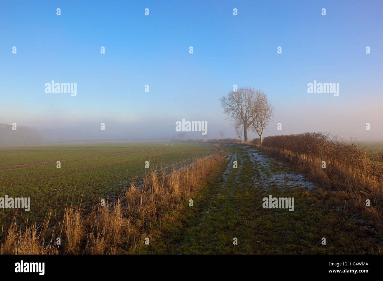 A frost covered footpath with an Ash tree near arable crops in a ...