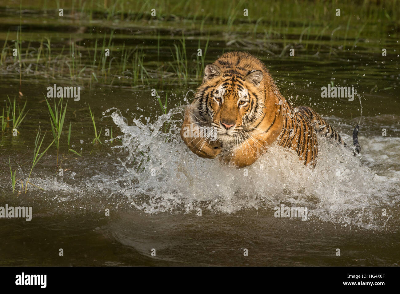 Siberian Tiger running through water, captive animal Stock Photo - Alamy