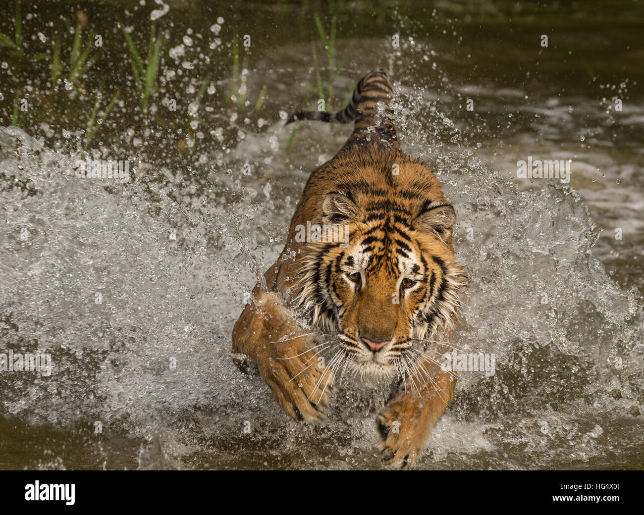 Siberian Tiger running through water, captive animal Stock Photo - Alamy