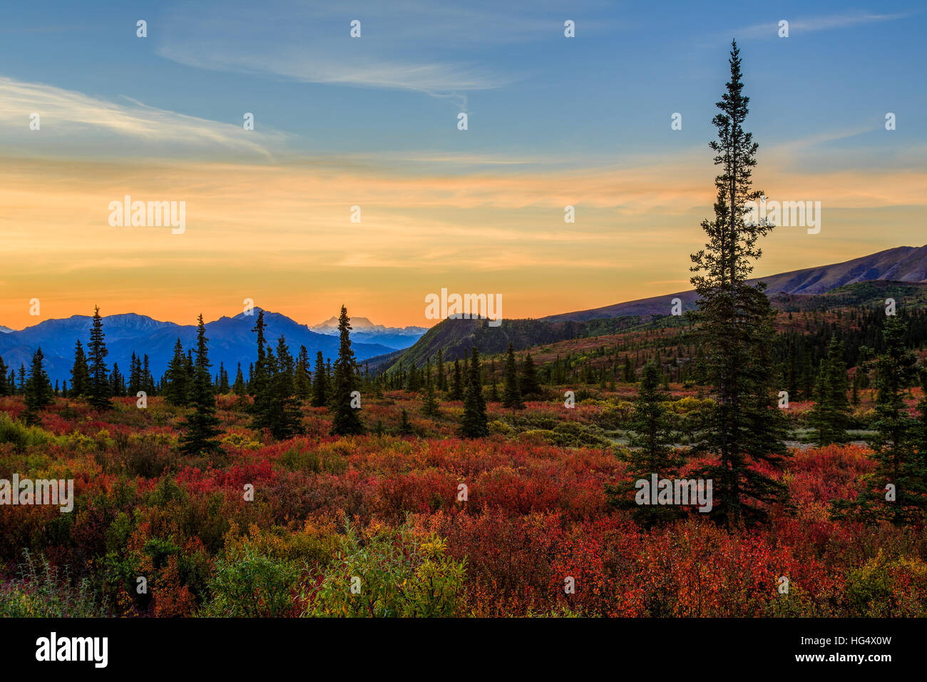 Primrose ridge denali national park hi-res stock photography and images ...