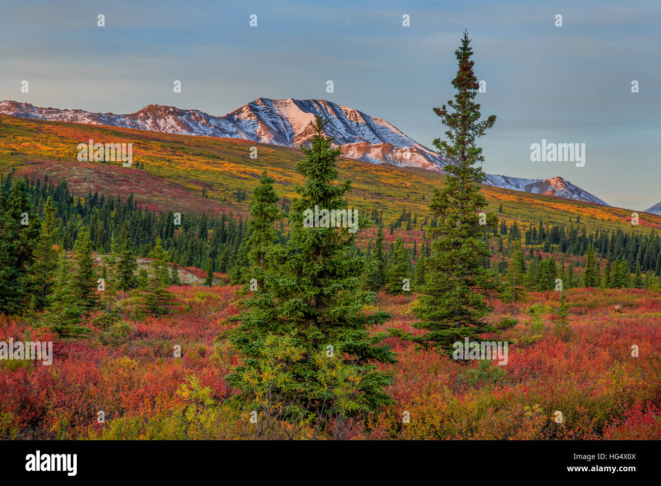 Primrose Ridge, Denali National Park, Alaska Stock Photo - Alamy