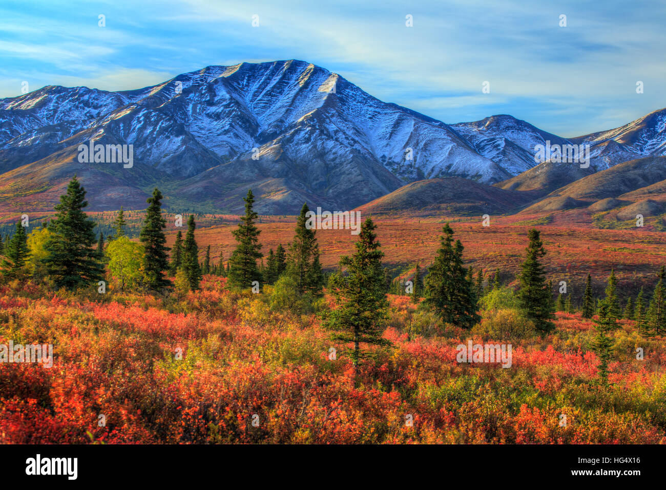 Primrose Ridge, Denali National Park, Alaska Stock Photo - Alamy
