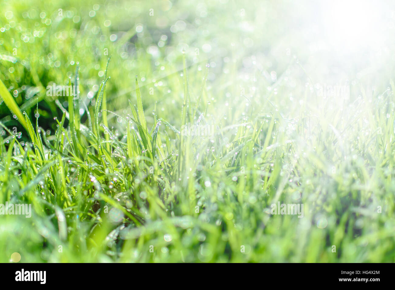 Beautiful morning dew on the young grass in bright sunlight Stock Photo ...