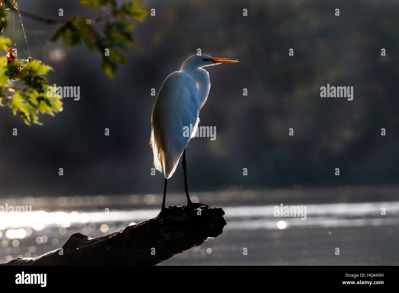 Great Egret, American River, Sacramento, California Stock Photo - Alamy
