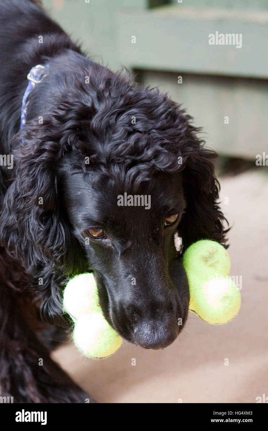 Show cocker with working cocker hi-res stock photography and images - Alamy