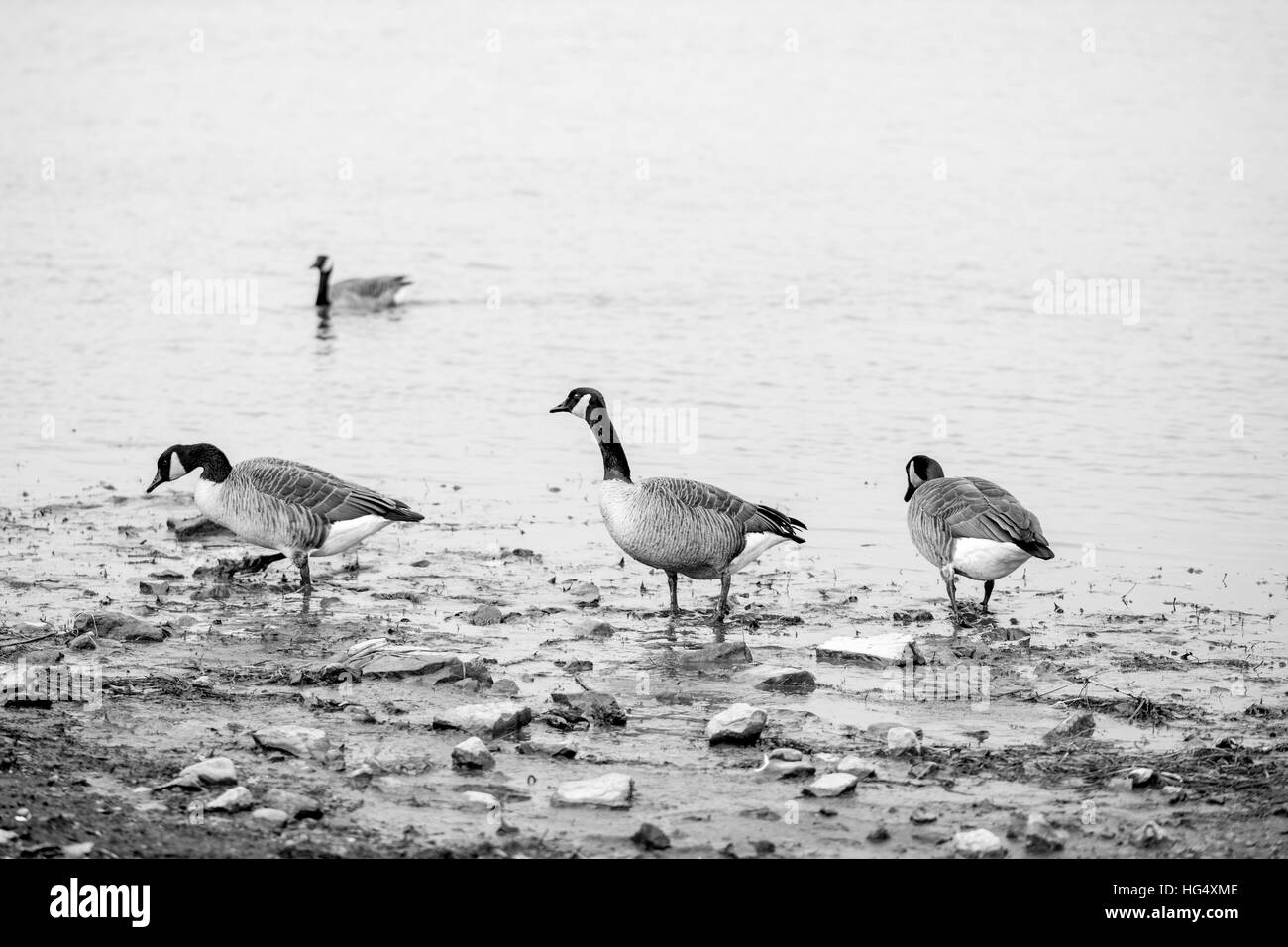 Wild water birds in lake Black and White Stock Photos & Images - Alamy