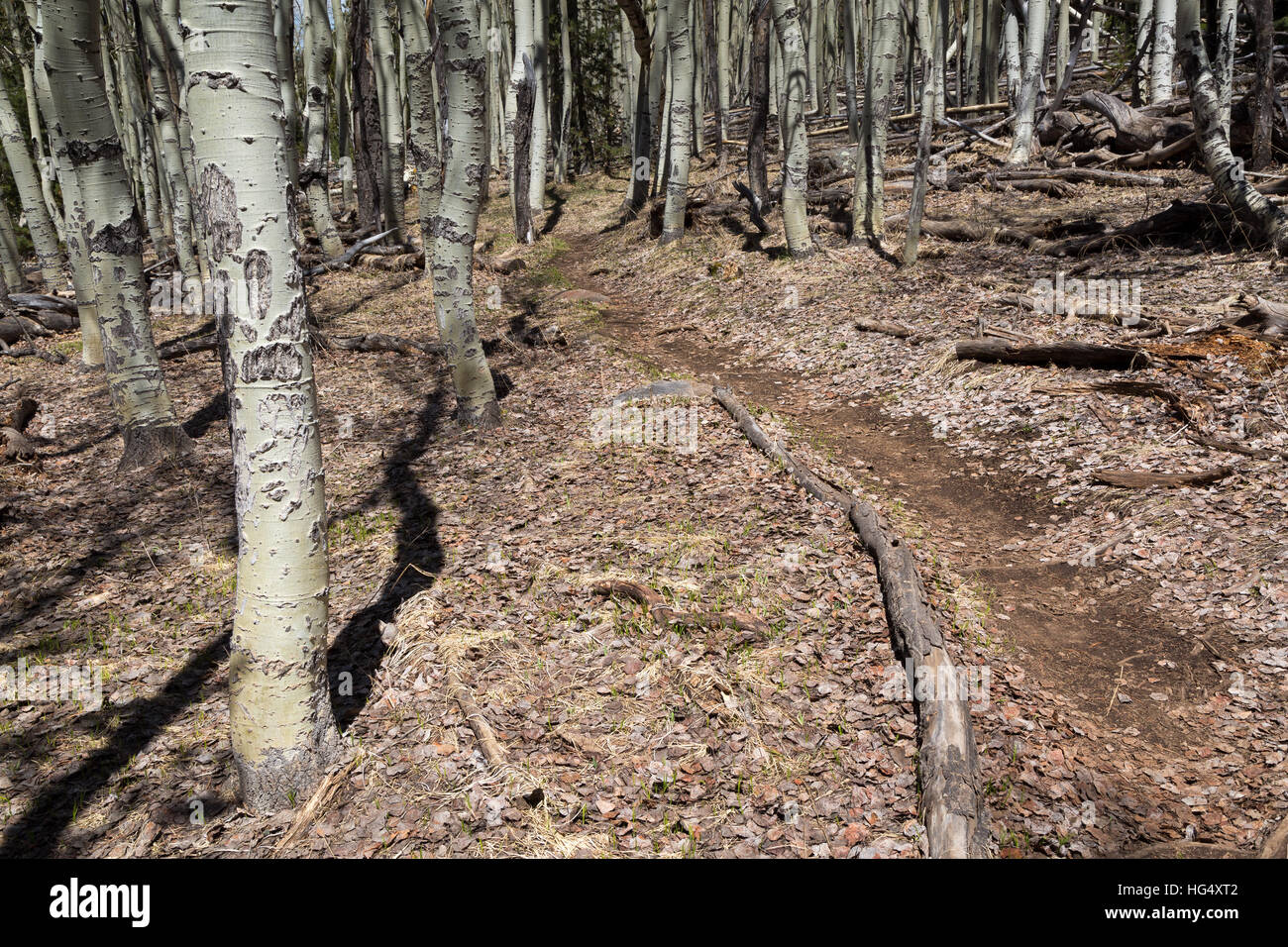 The Arizona Trail passing through a grove of aspen trees. Coconino ...