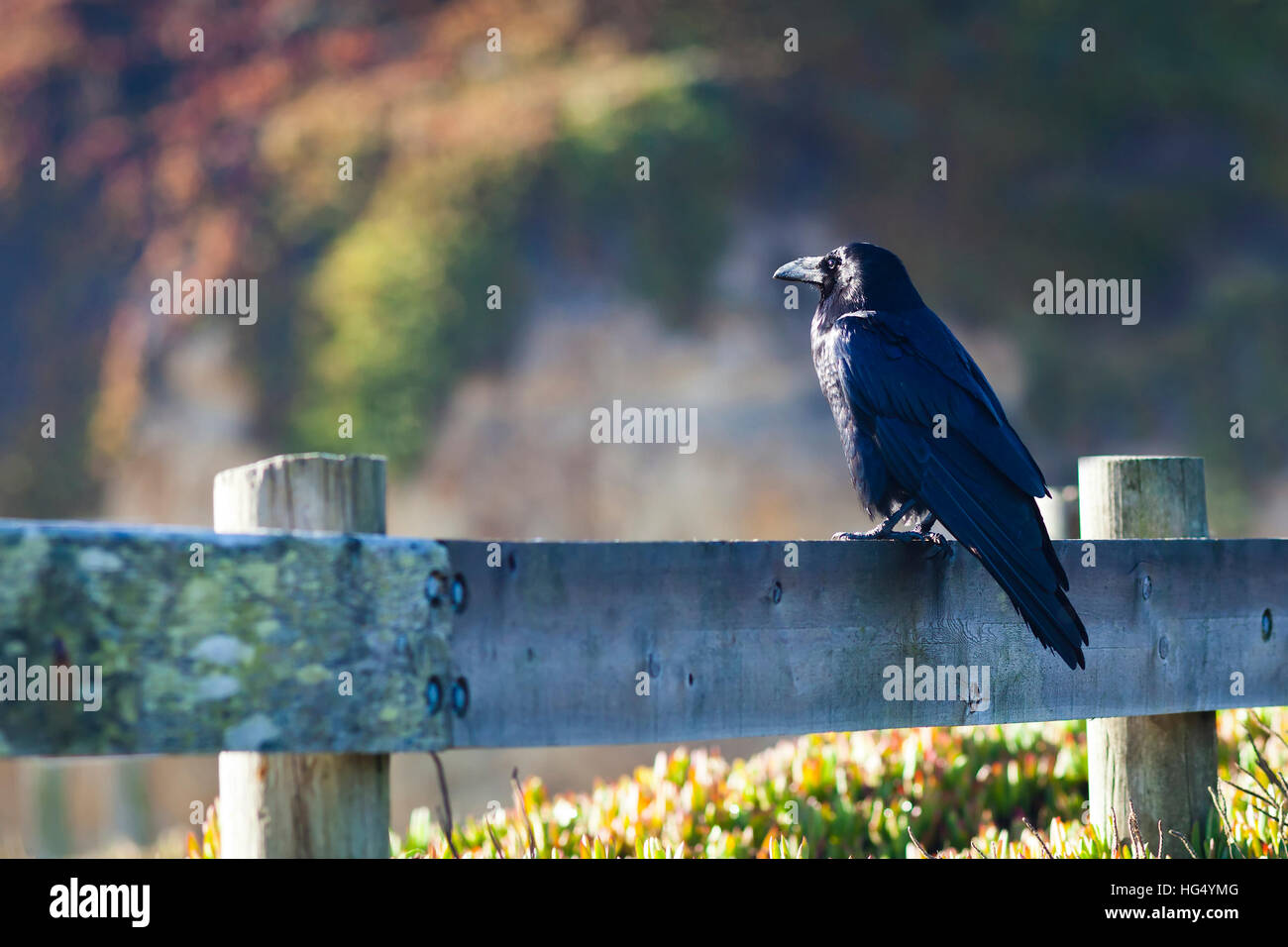 Large black crow sitting on a fence post Stock Photo - Alamy