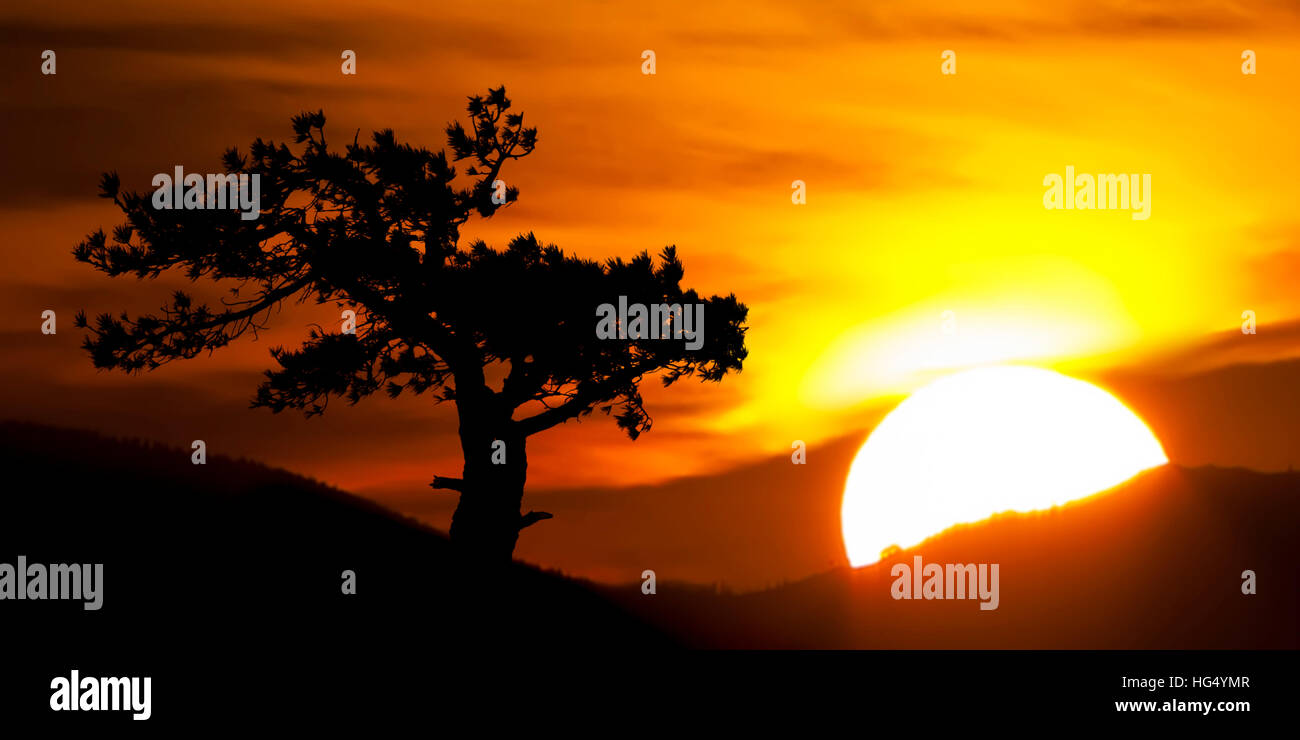 setting sun and one tree in silhouette Stock Photo - Alamy