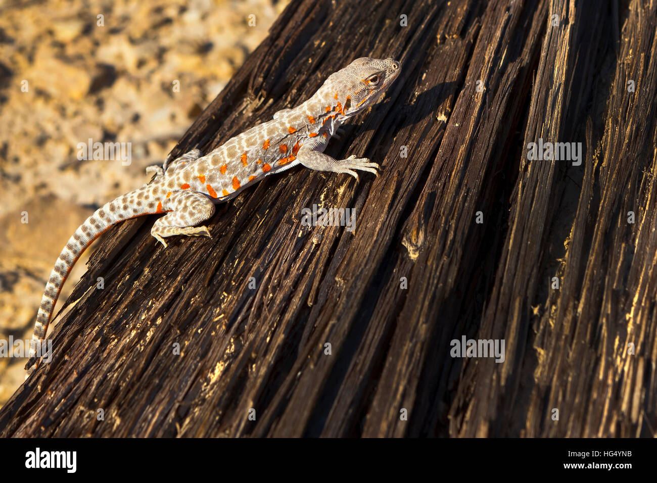 Orange and tan lizard in the desert on an old piece of wood. Shot near ...