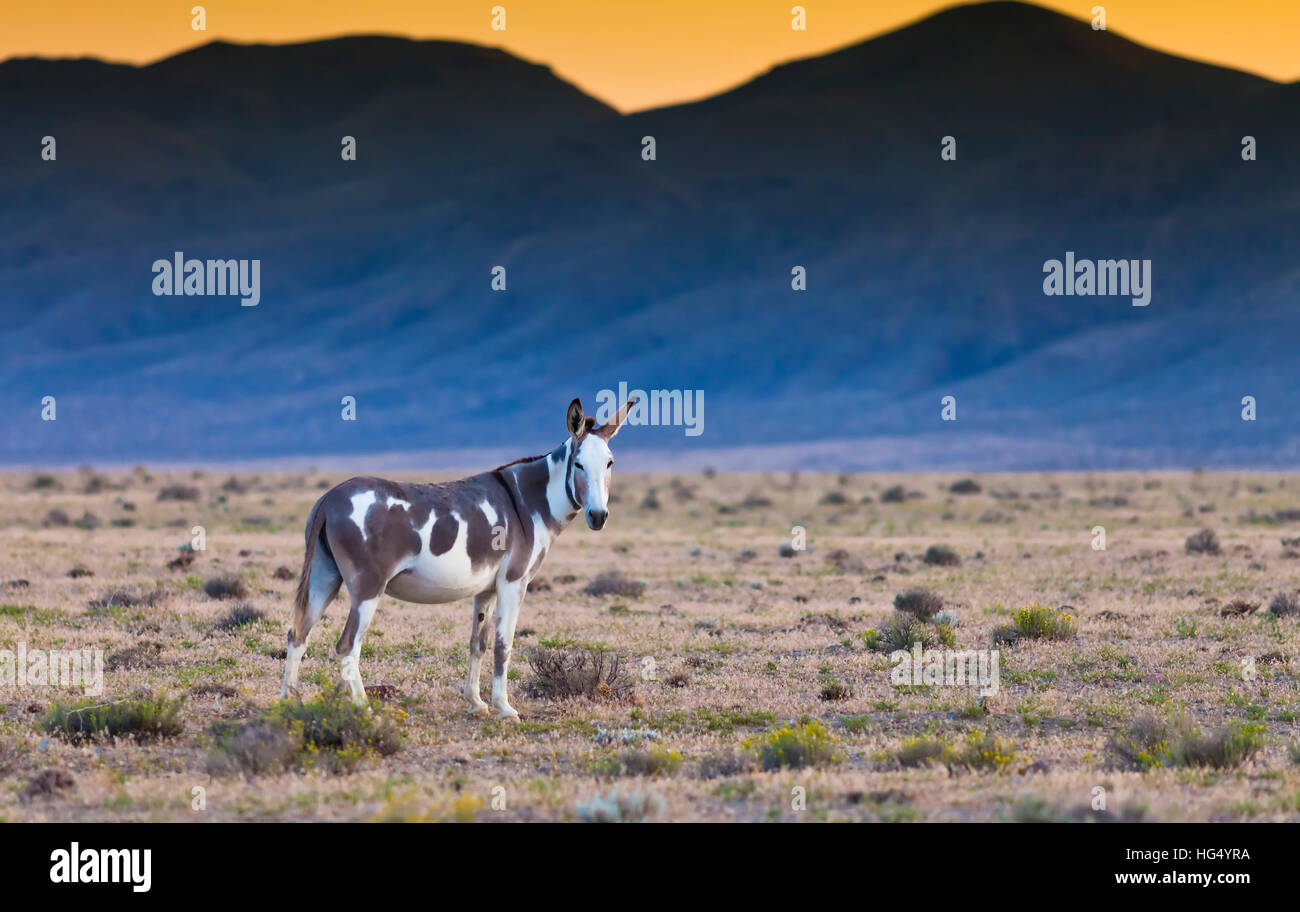 Donkey in the Nevada desert at sunset Stock Photo - Alamy