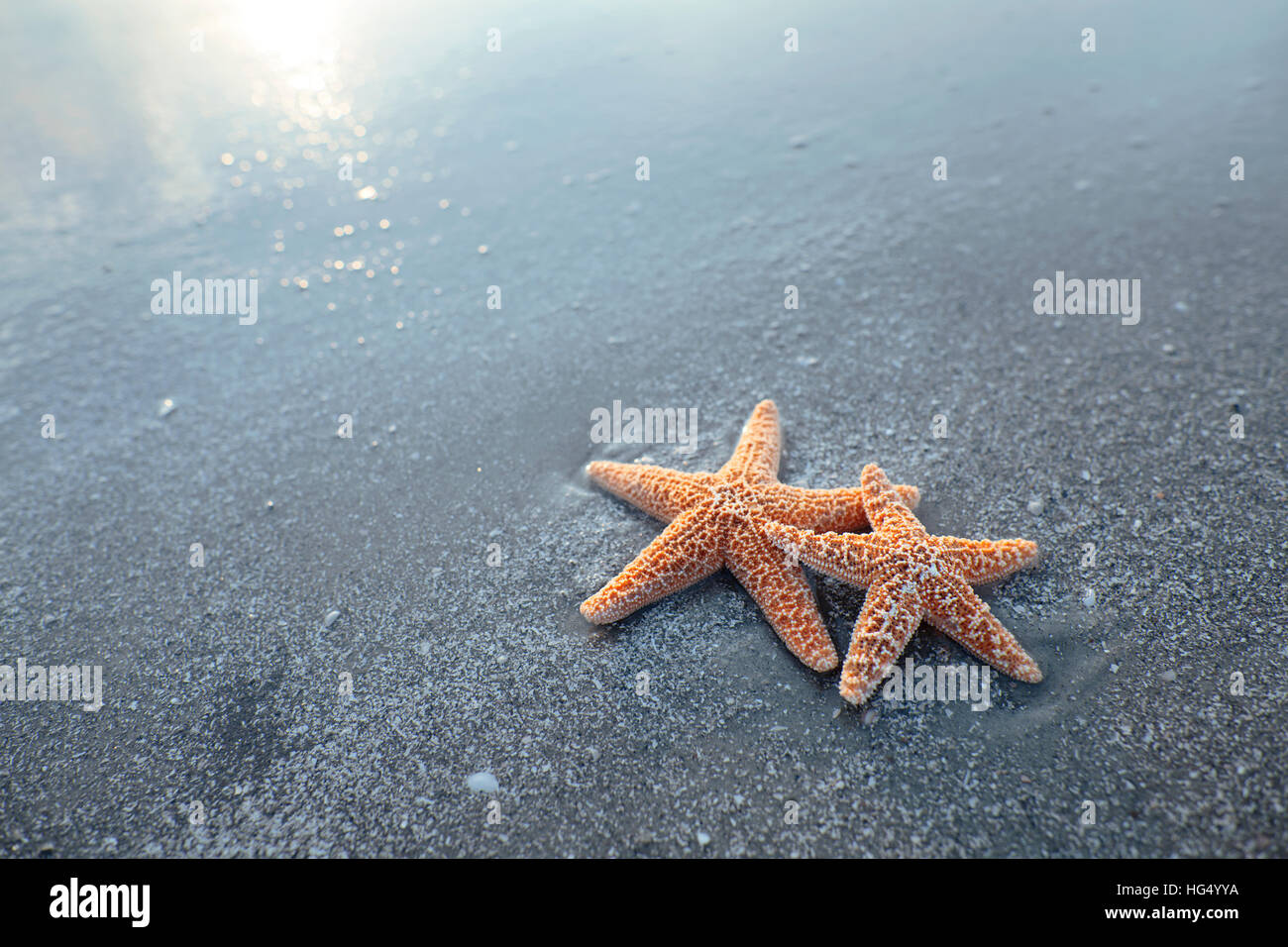 Pair of starfish on the beach Stock Photo - Alamy