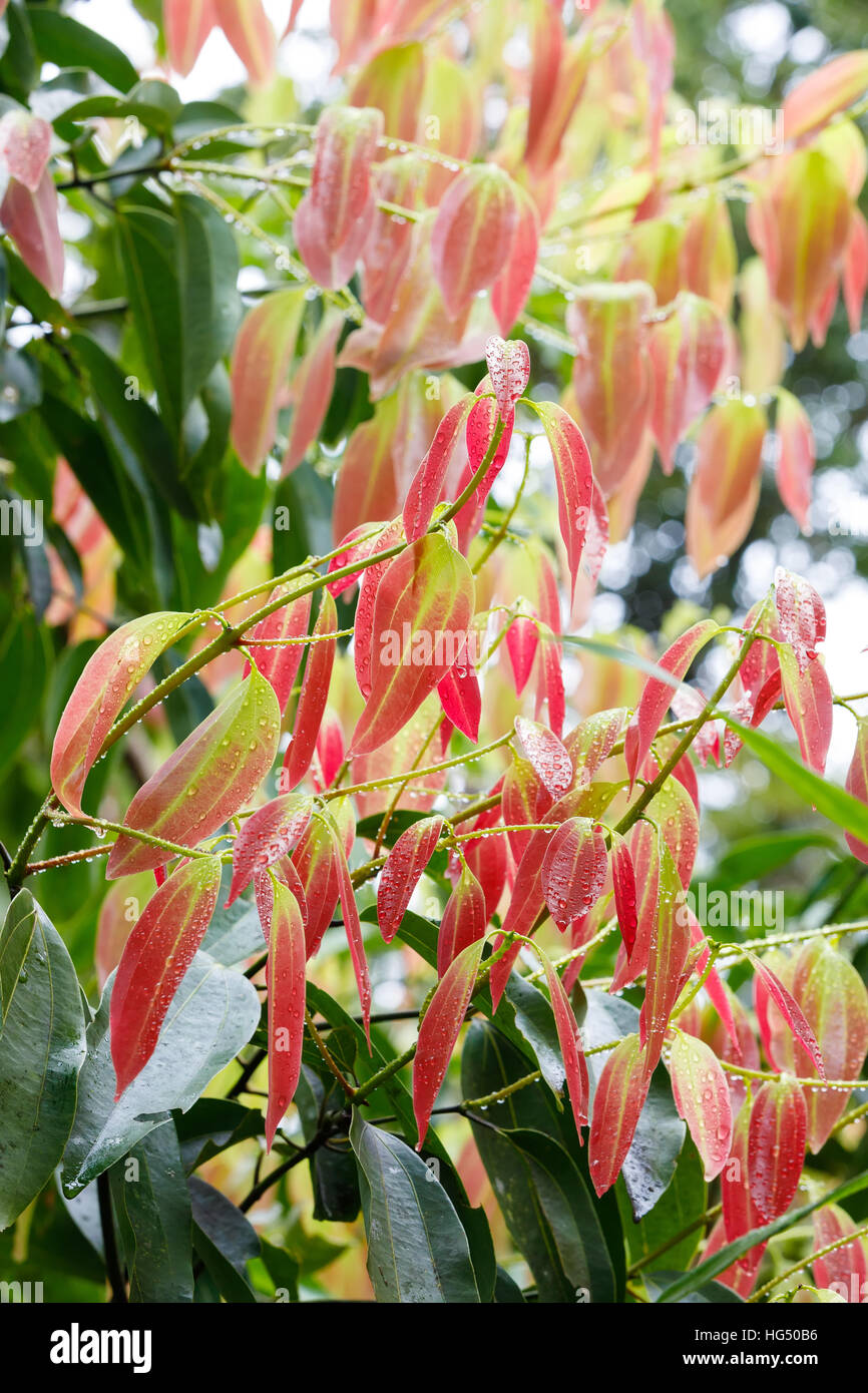 new fresh red colored leaves on Cinnamon Tree (Cinnamomum zeylanicum ...