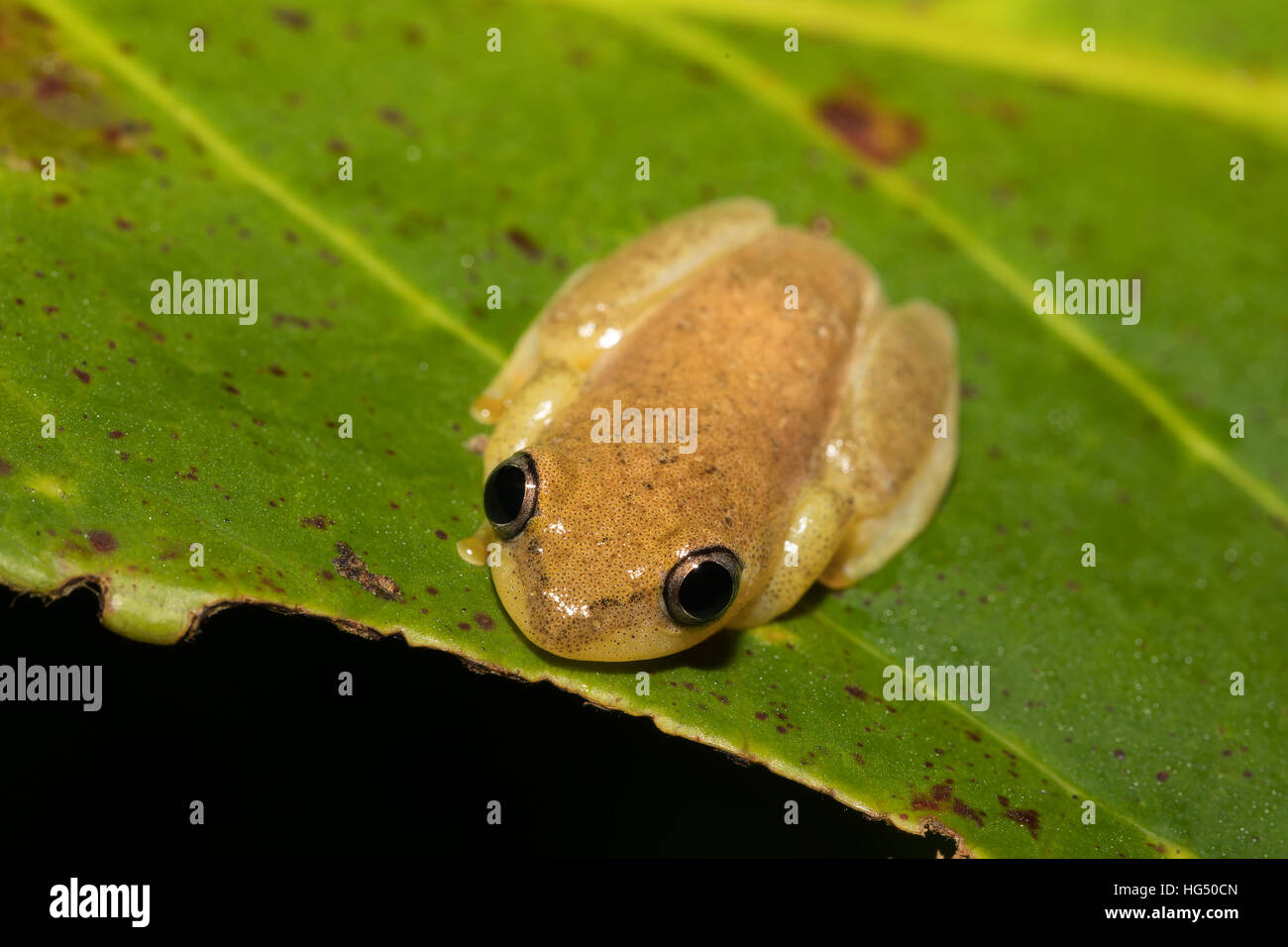 Small yellow tree frog from Boophis family, endemic to Madagascar ...