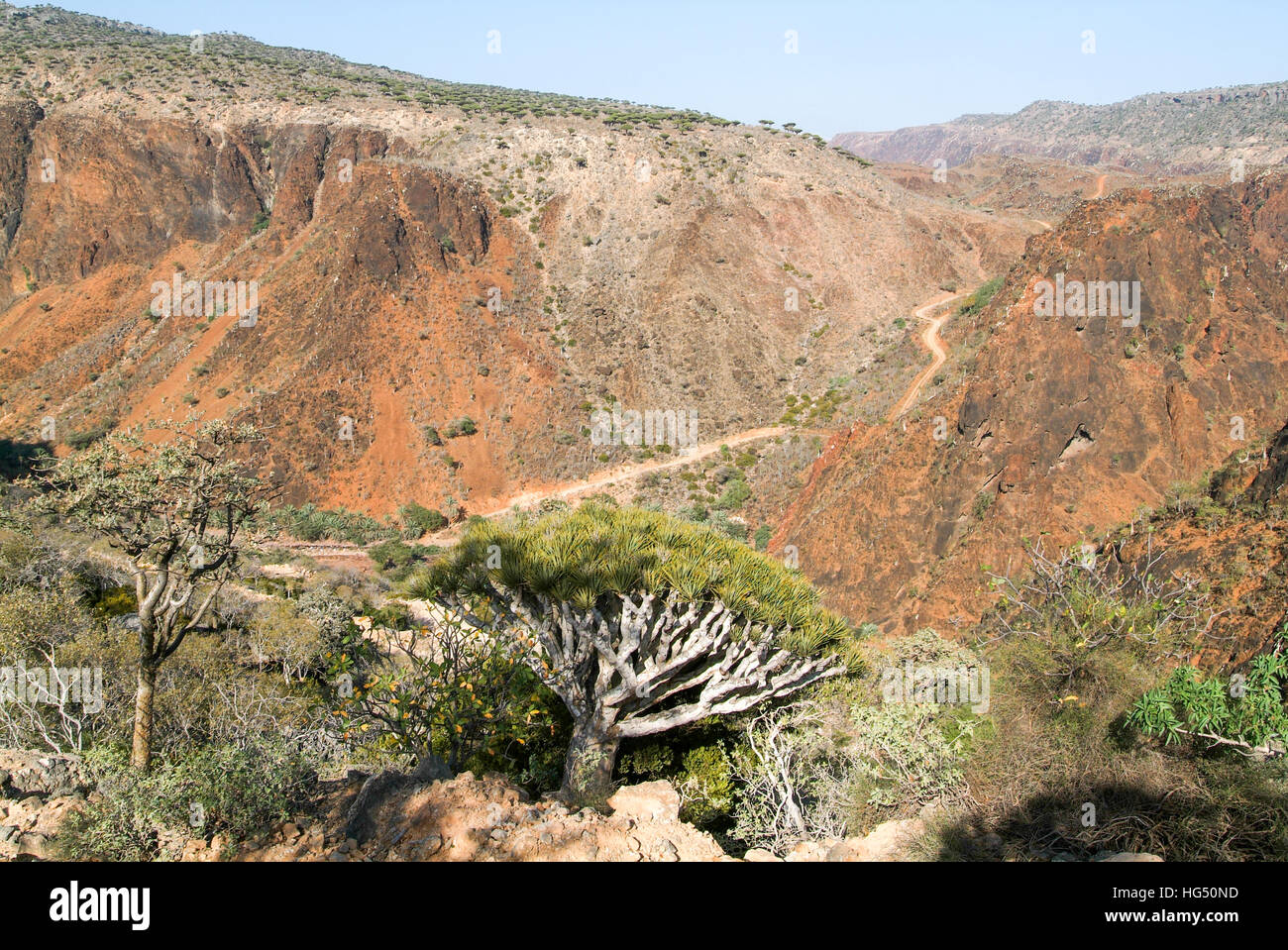 Dragon blood tree socotra island hi-res stock photography and images ...