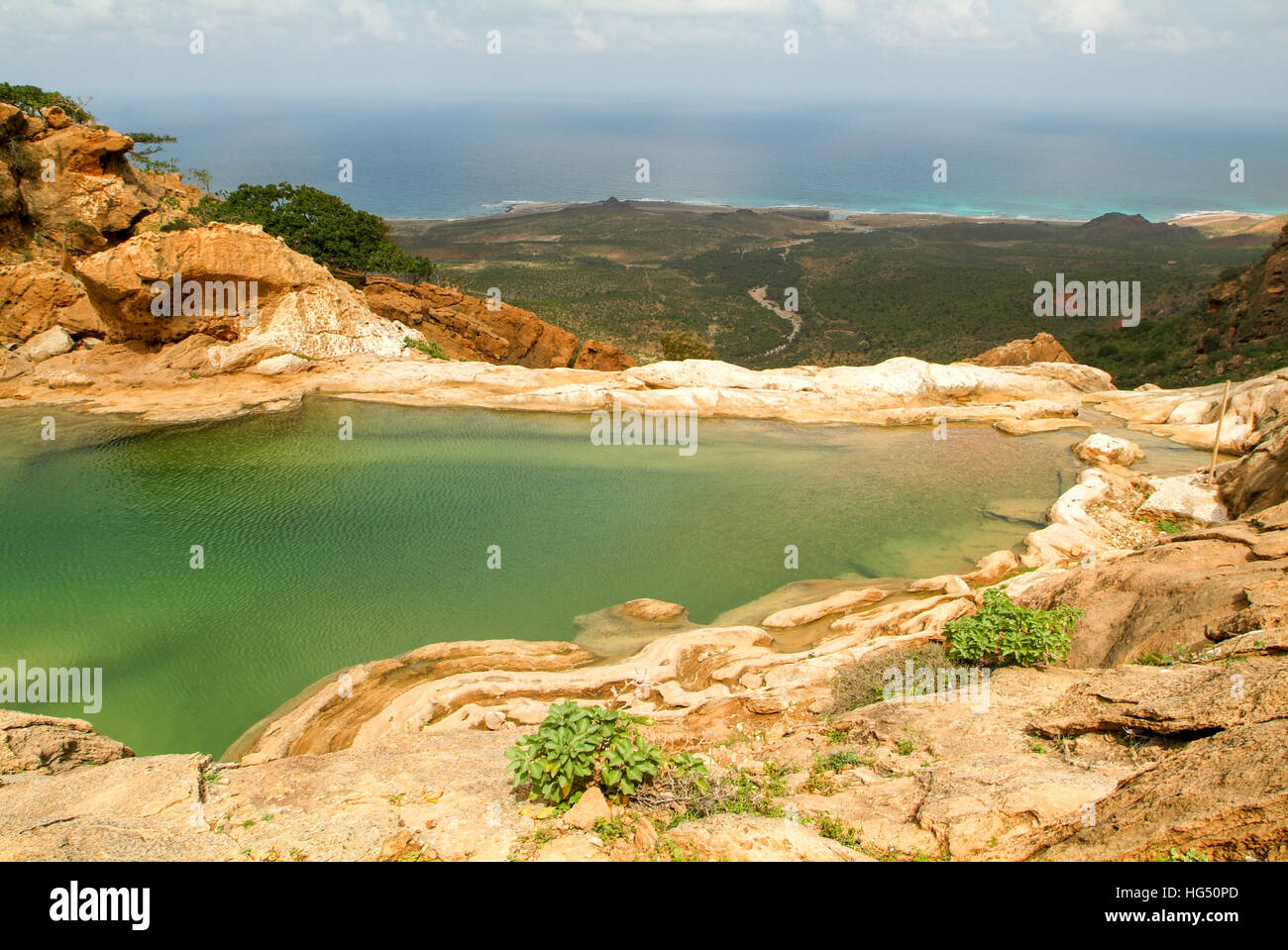 Socotra island plants hi-res stock photography and images - Alamy