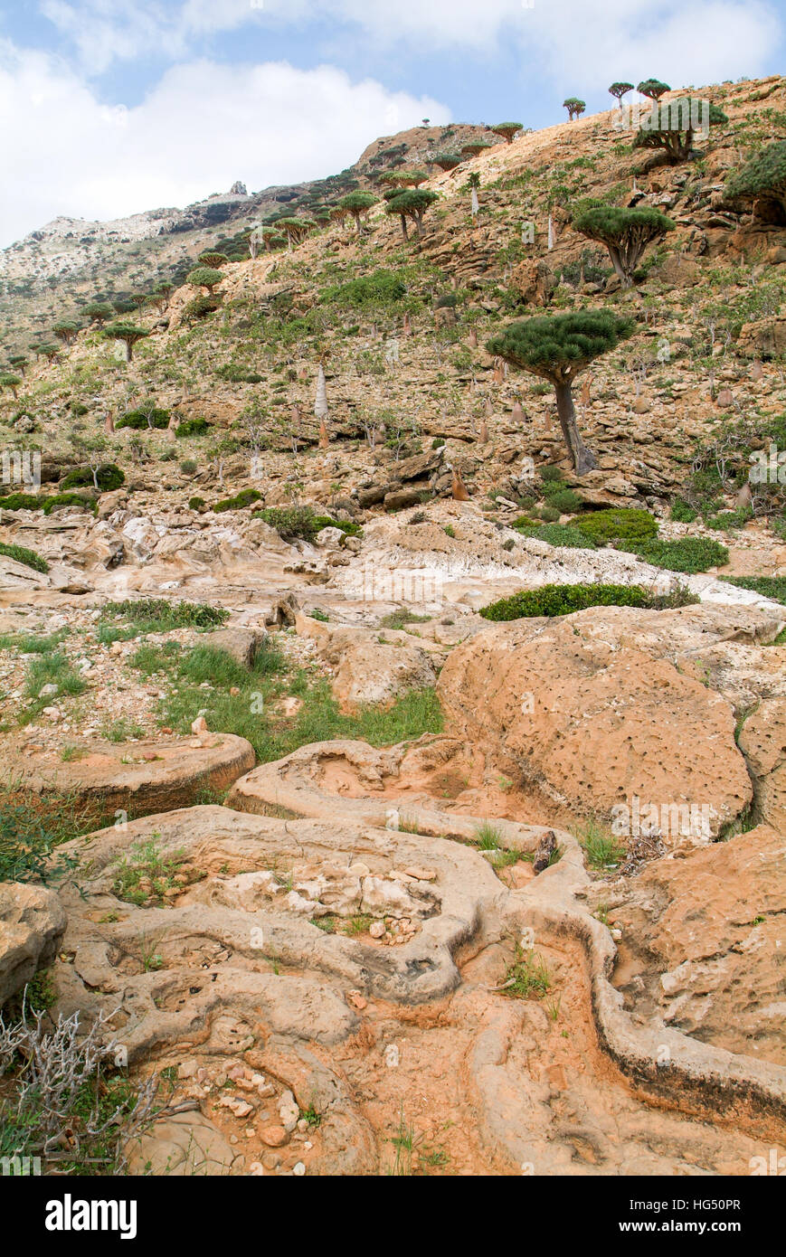 Dragon shaped tree hi-res stock photography and images - Alamy