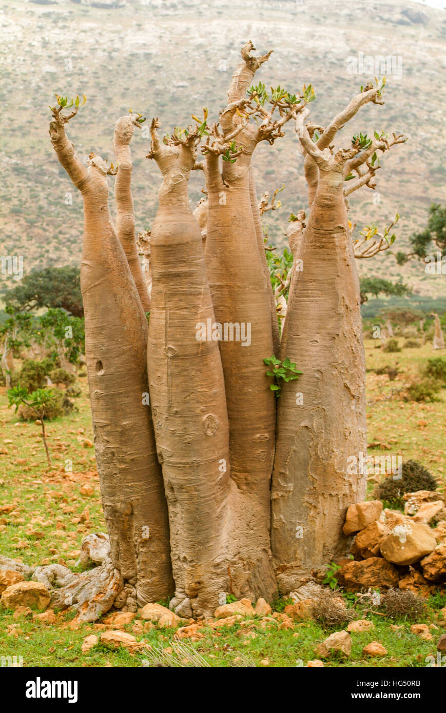 Socotra island plants hi-res stock photography and images - Alamy