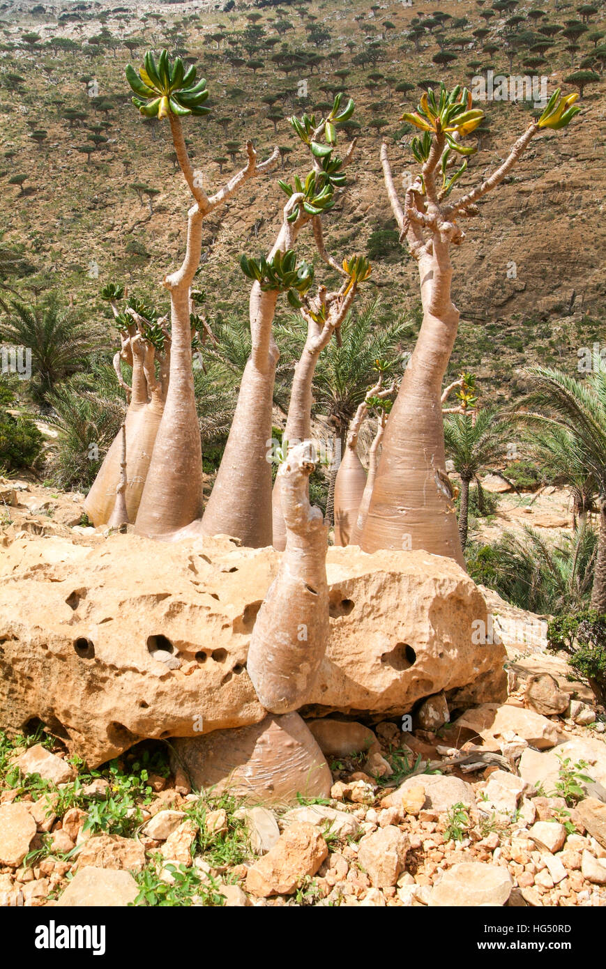 Socotra island plants hi-res stock photography and images - Alamy