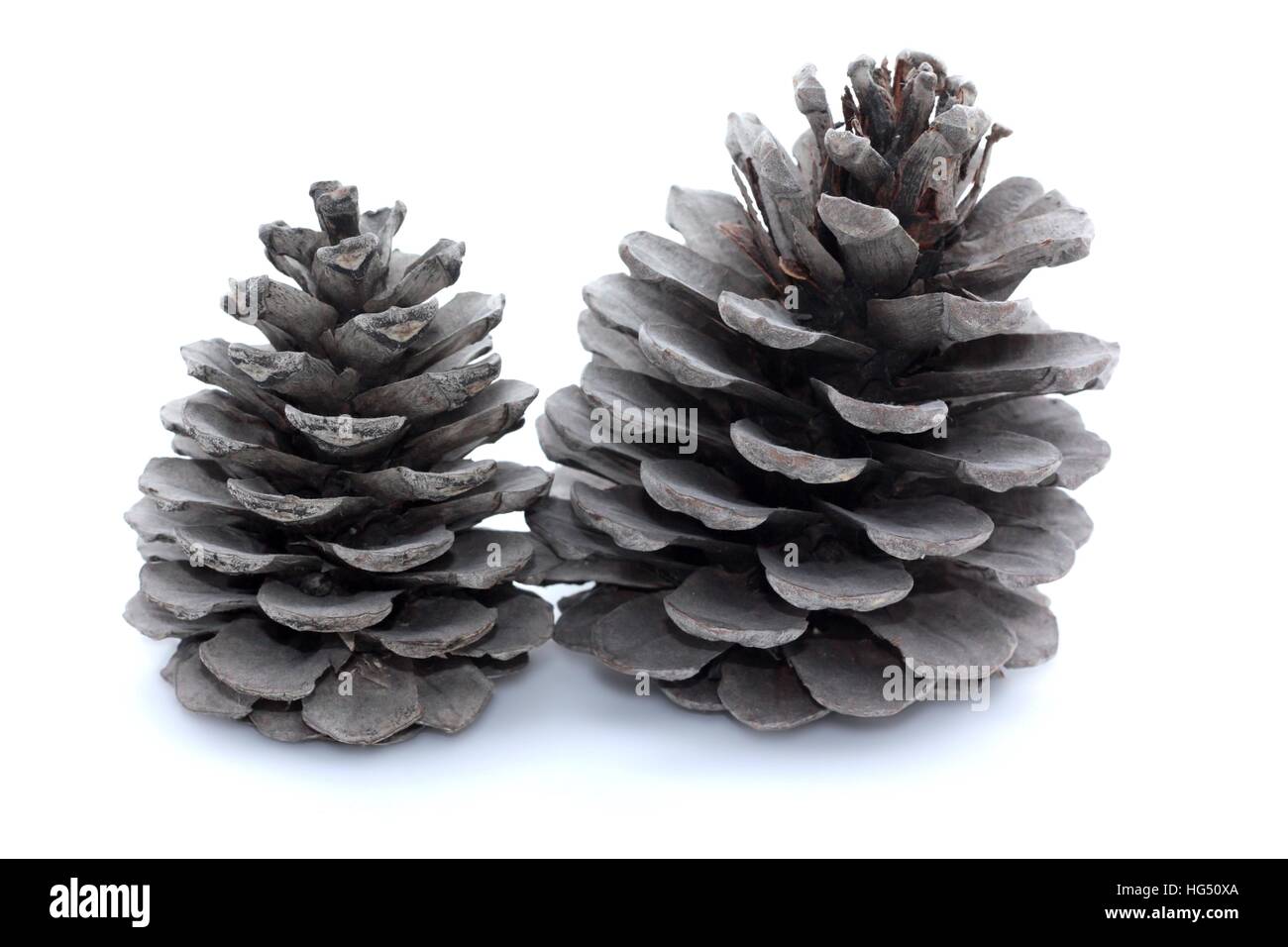 Two pine cones on the white background Stock Photo - Alamy