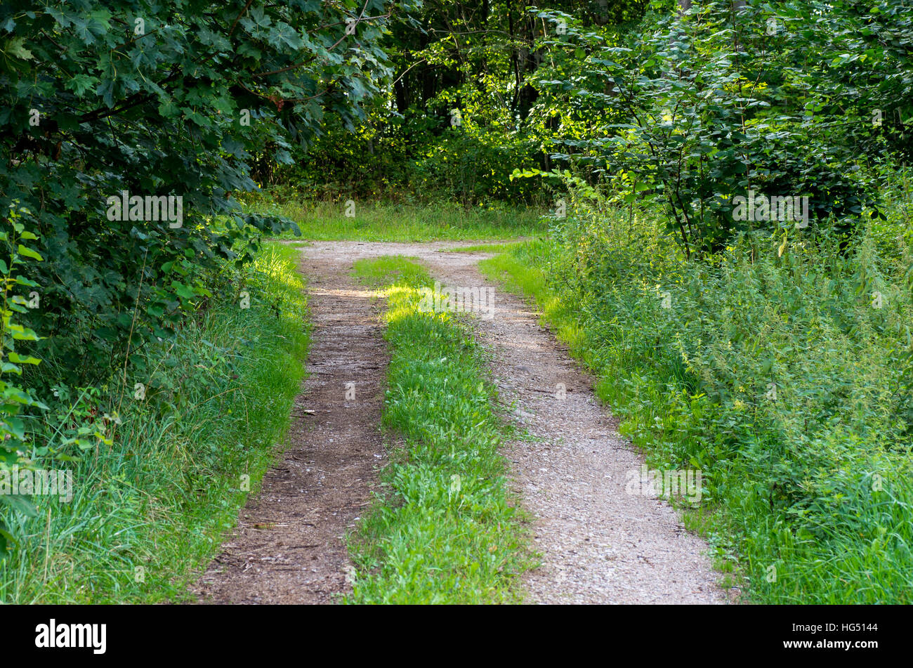 Pathway and the crossroads in the forest Stock Photo - Alamy